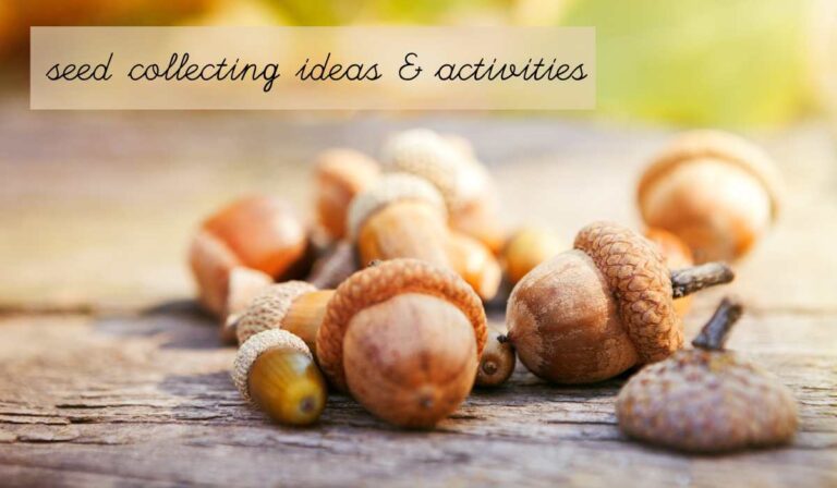 Seed Activities and Seed Collecting Ideas for Kids